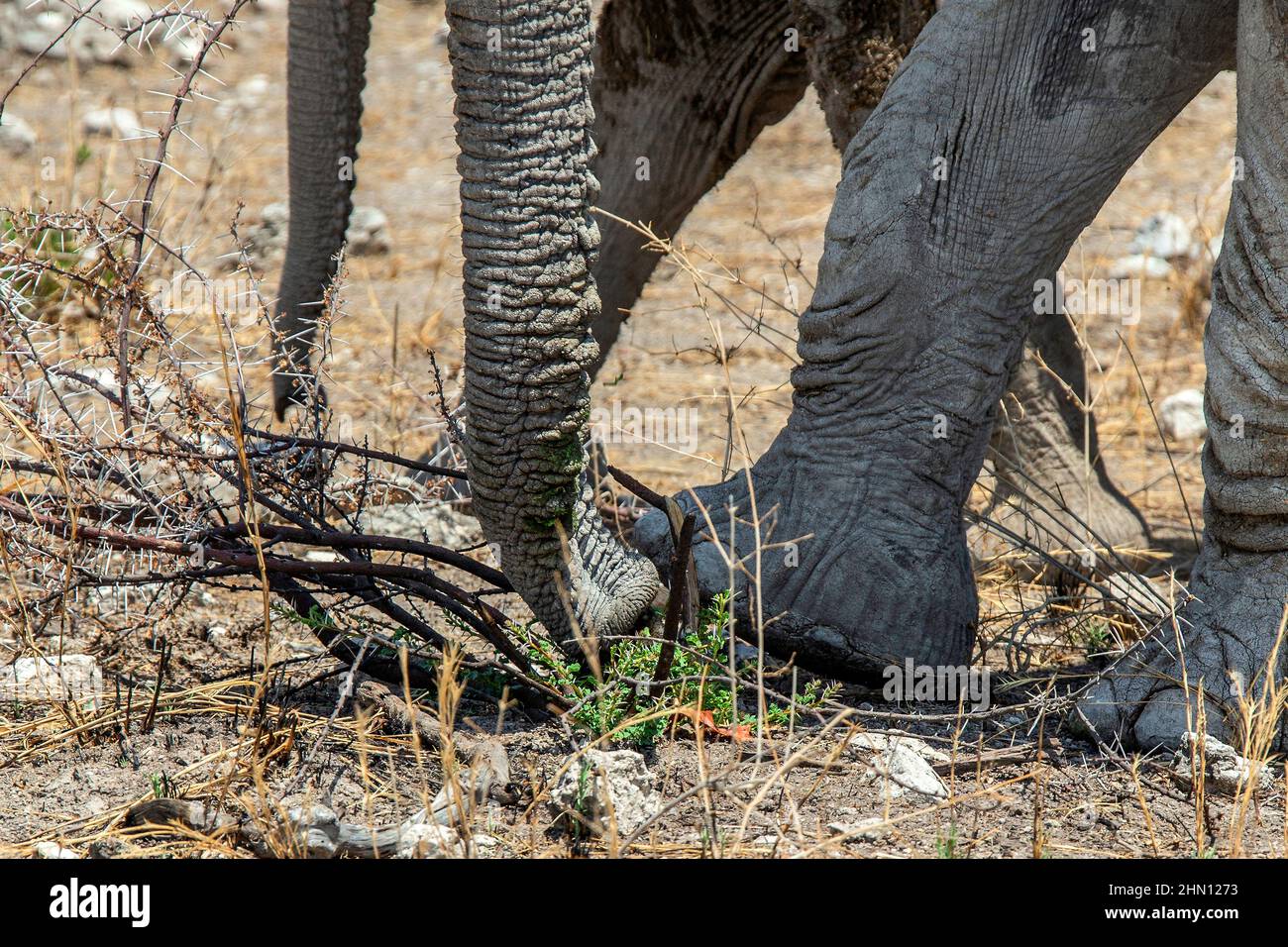 Elephants using trunk and foot to pick fresh shoots in area burnt by ...