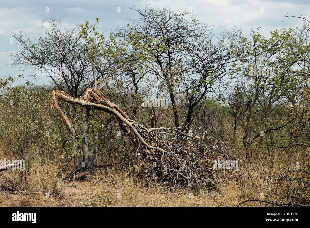 Tree broken down by an Elephant Stock Photo - Alamy