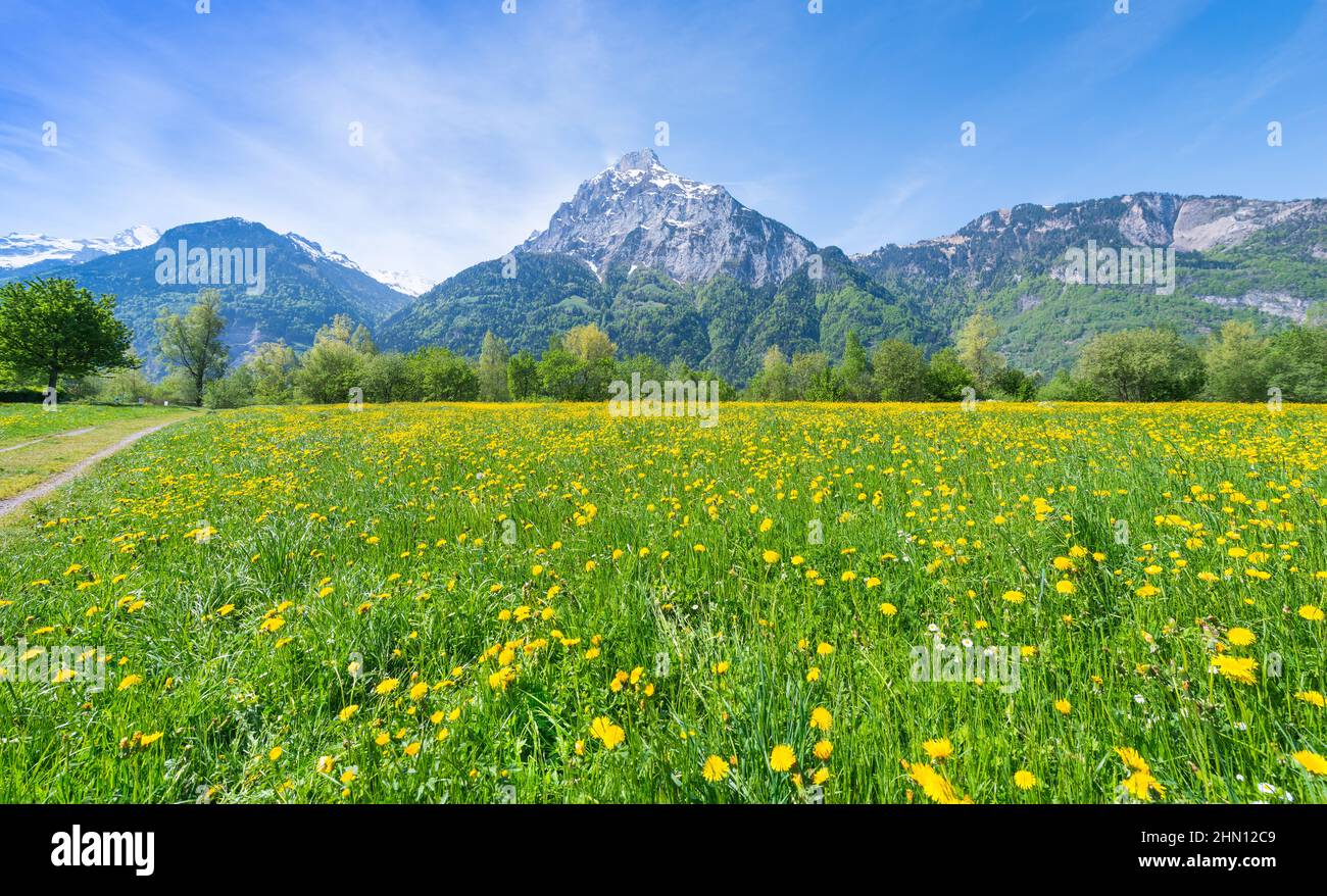 Summer. Wildflowers in the meadow. Mountains in the background. Swiss ...