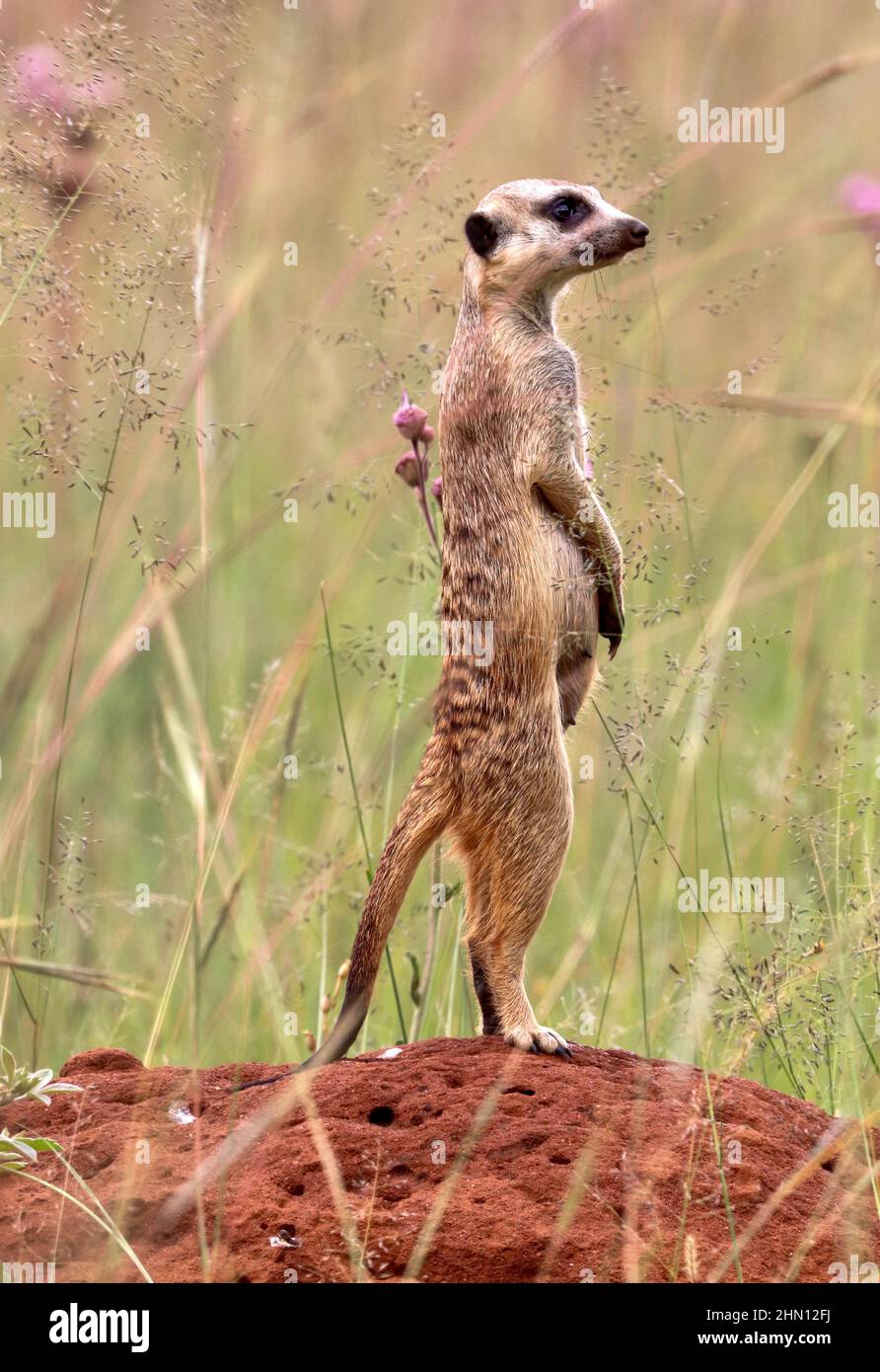 Meerkat, South Africa Stock Photo - Alamy