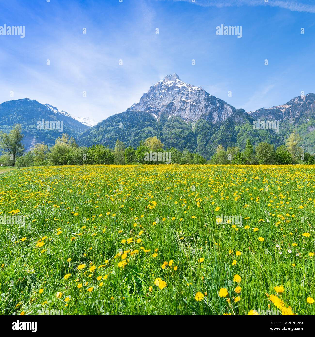 Summer. Wildflowers in the meadow. Mountains in the background. Swiss ...