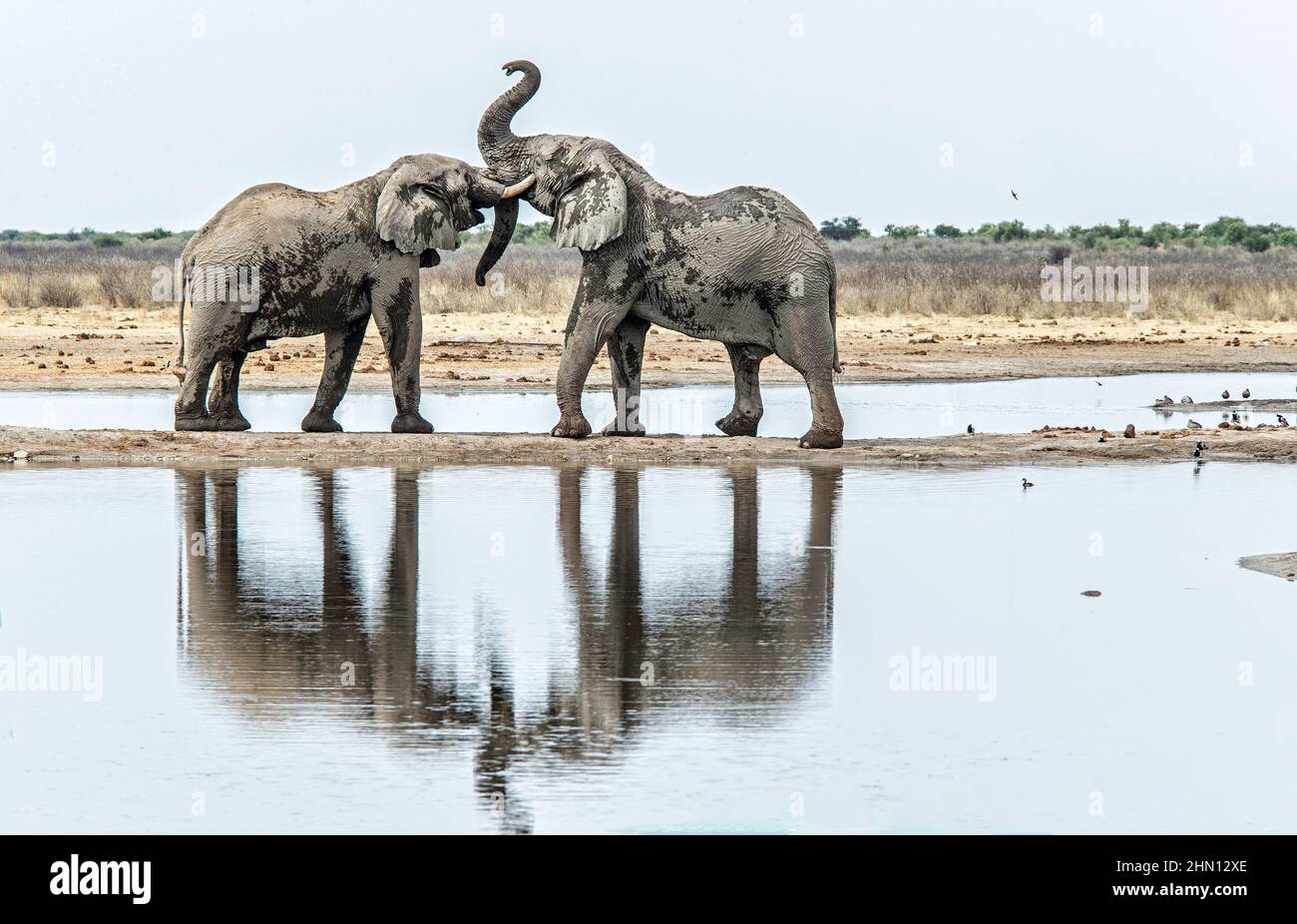 Two Elephants meeting and fighting for supremacy on a narrow strip of ...