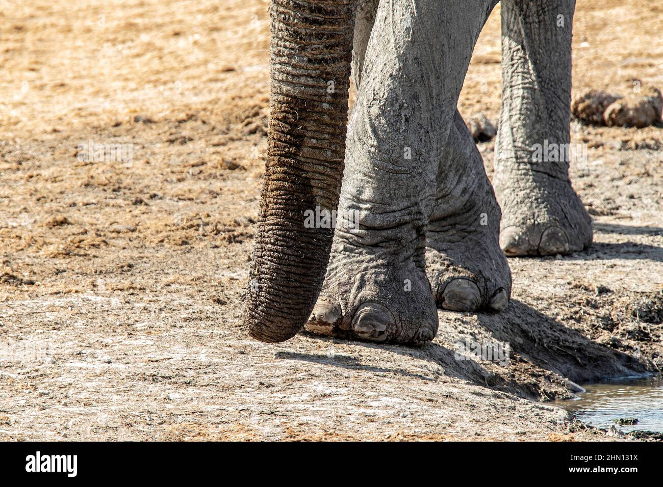 Elephant walking showing close up of feet and trunk Stock Photo - Alamy