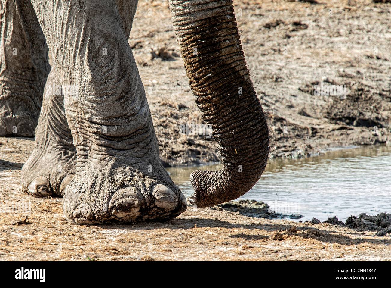 Elephant walking showing close up of feet and trunk Stock Photo - Alamy