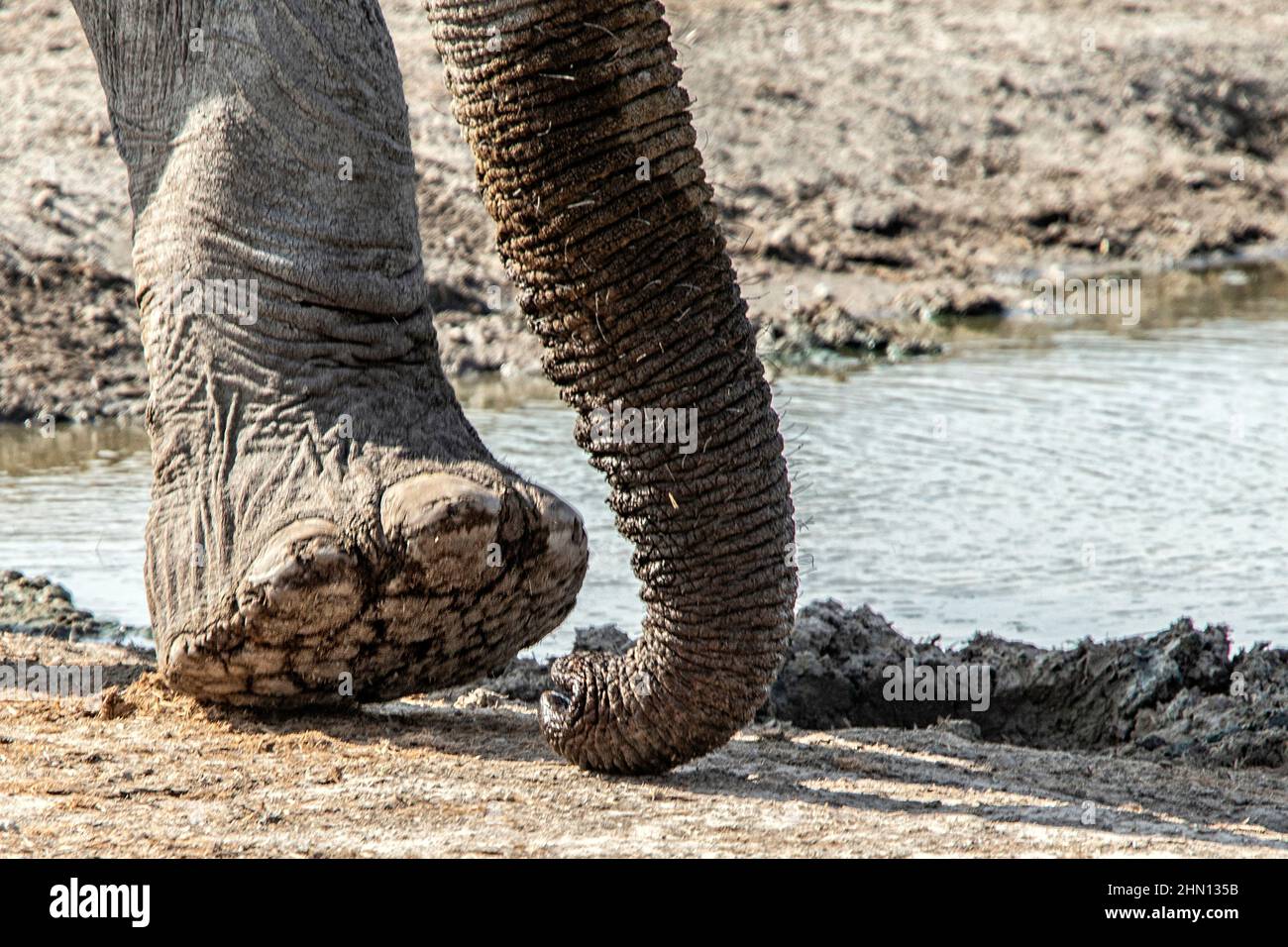 Elephant walking showing close up of underneath of front foot and trunk ...