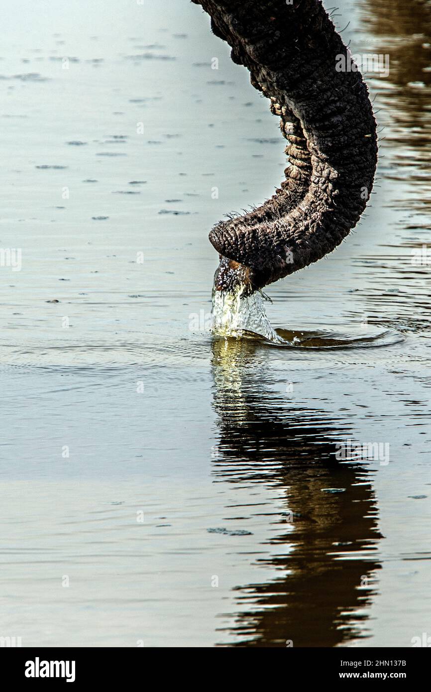 Close up of Elephant's trunk sucking up water to drink - portrait ...