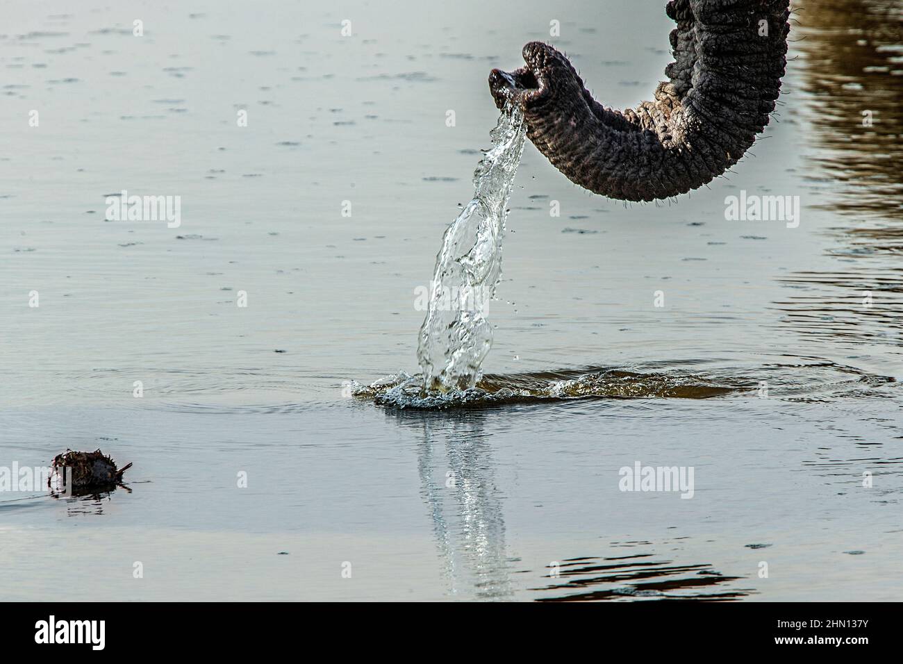 Close up of Elephant's trunk sucking up water to drink - portrait ...