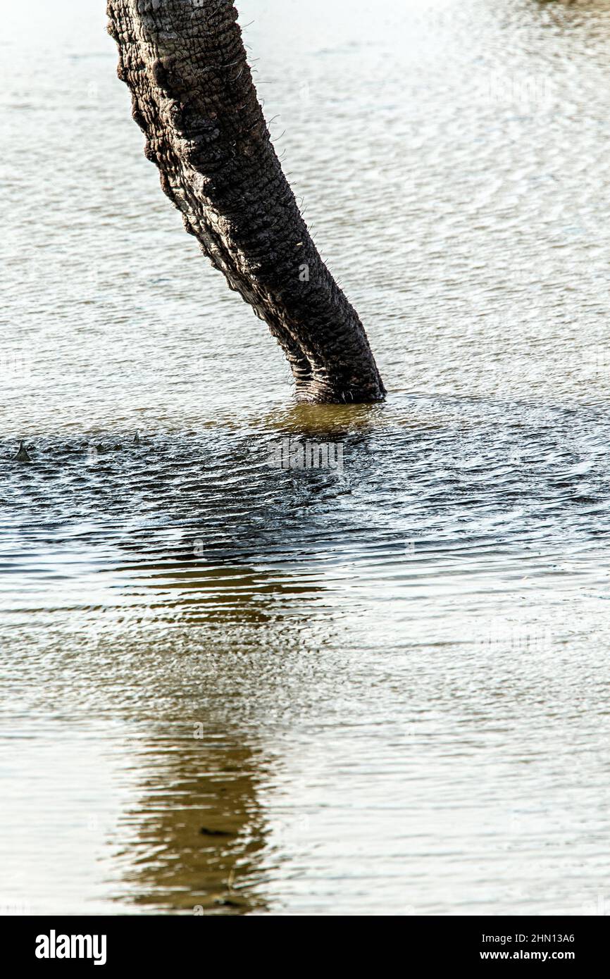 Close up of Elephant's trunk sucking up water to drink - portrait ...