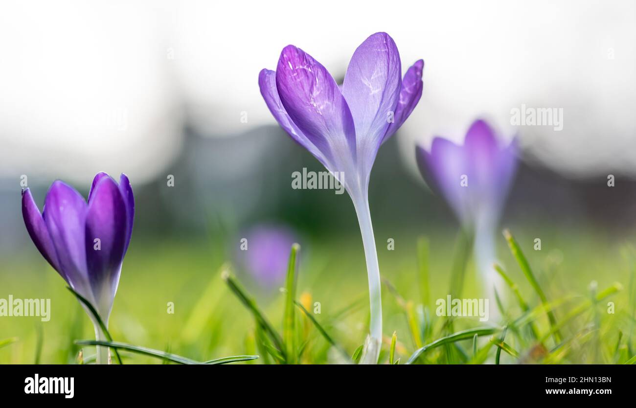 Beautiful purple crocuses close hi-res stock photography and images - Alamy