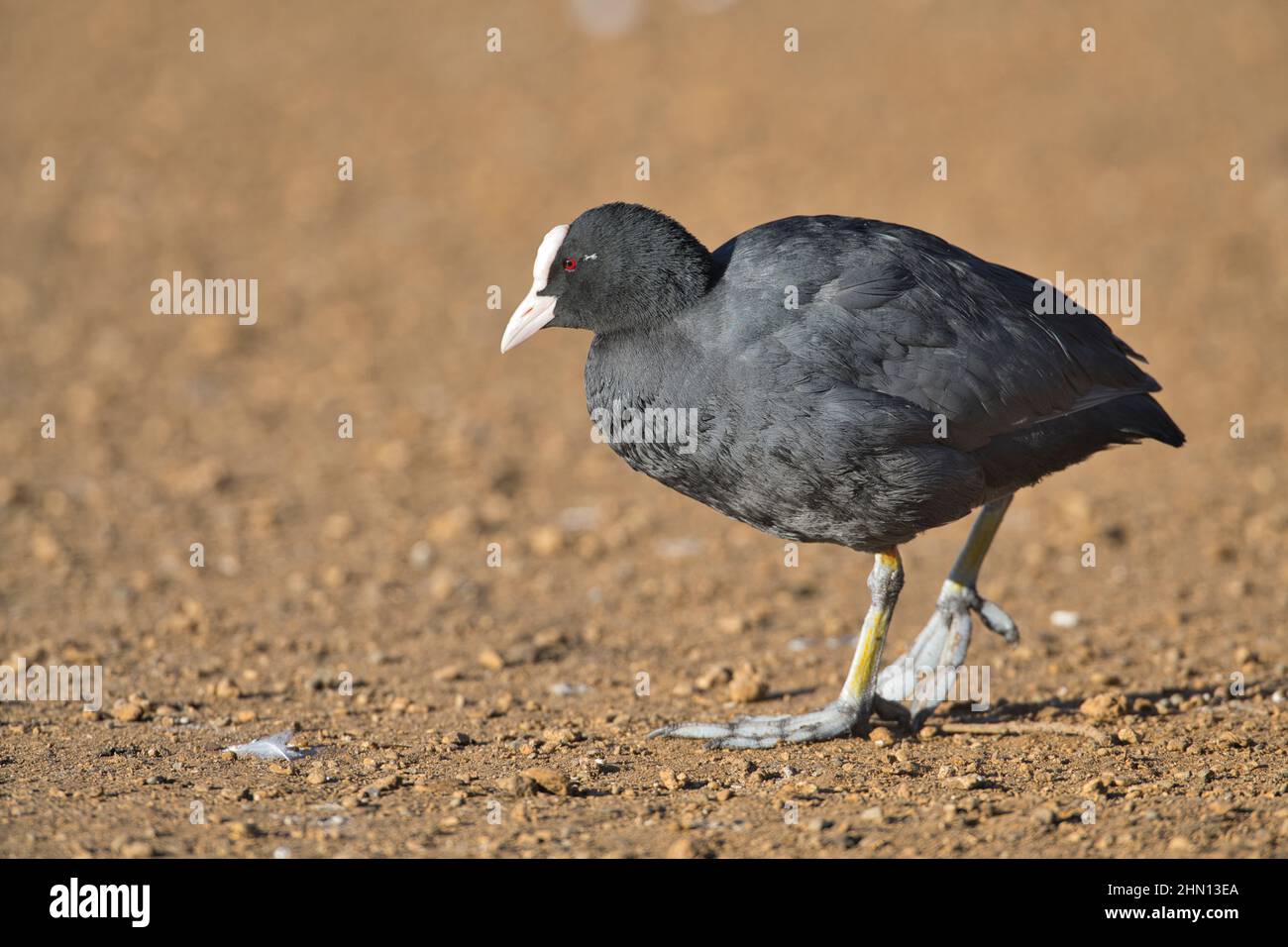 Eurasian coot (Fulica atra) showing lobed toes Stock Photo - Alamy