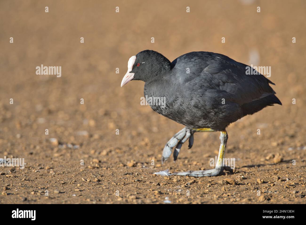 Toes are lobed hi-res stock photography and images - Alamy