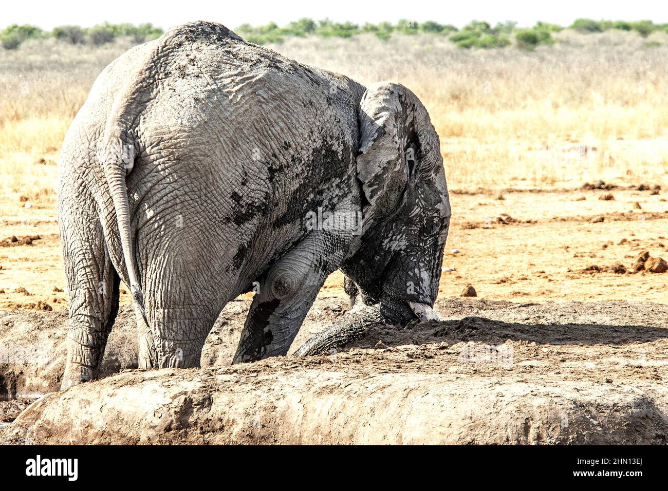 Elephant digging water hi-res stock photography and images - Alamy