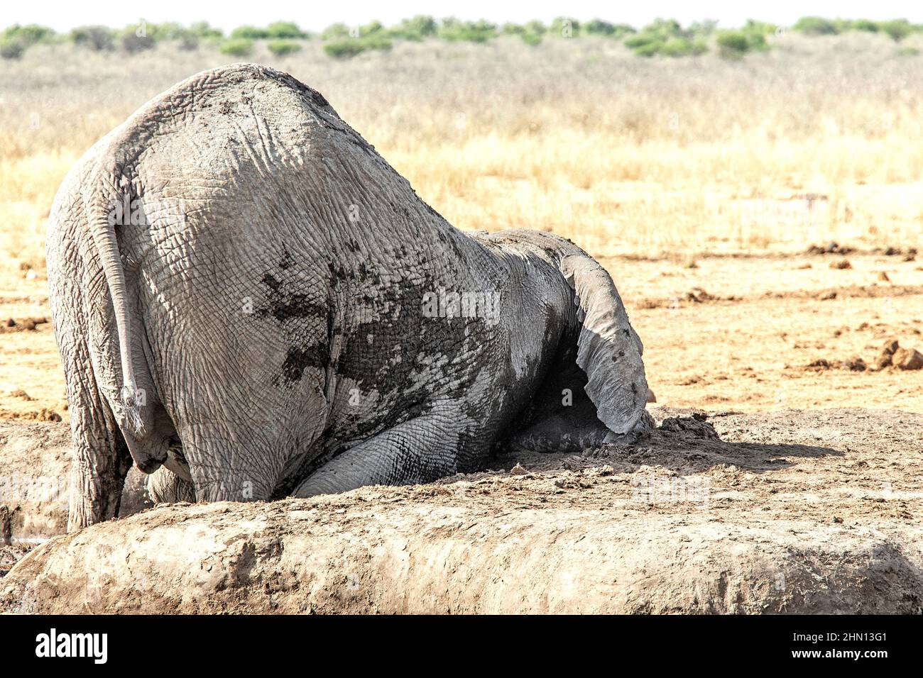 Elephant digging with tusks hi-res stock photography and images - Alamy