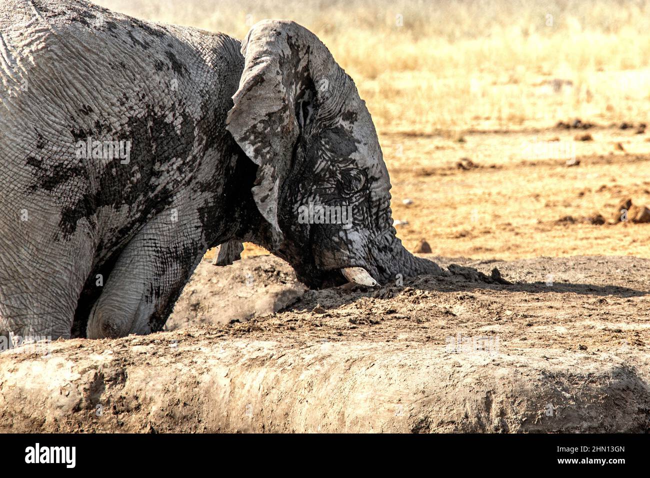 Elephant digging tusk hi-res stock photography and images - Alamy