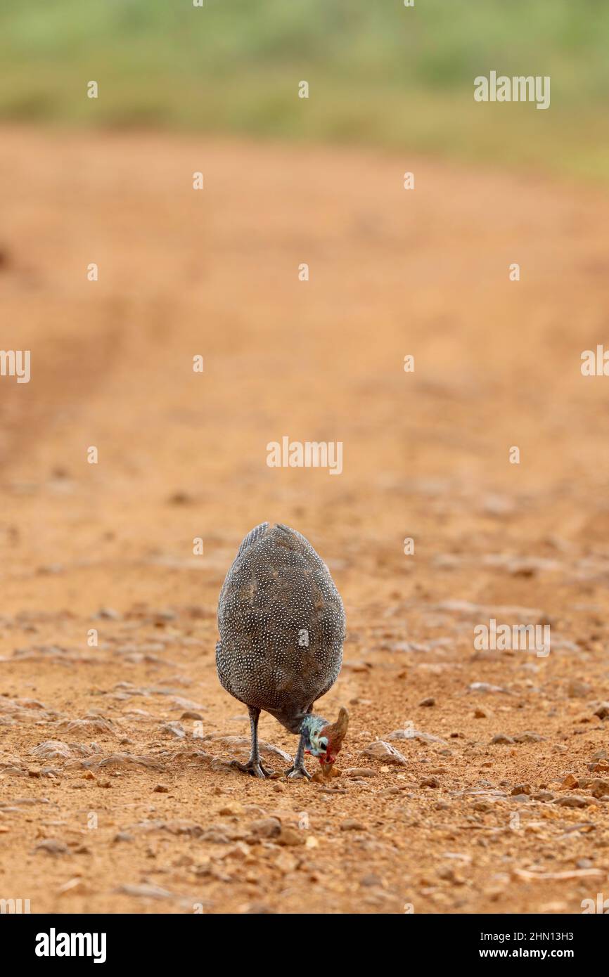 Helmeted Guineafowl, South Africa Stock Photo - Alamy