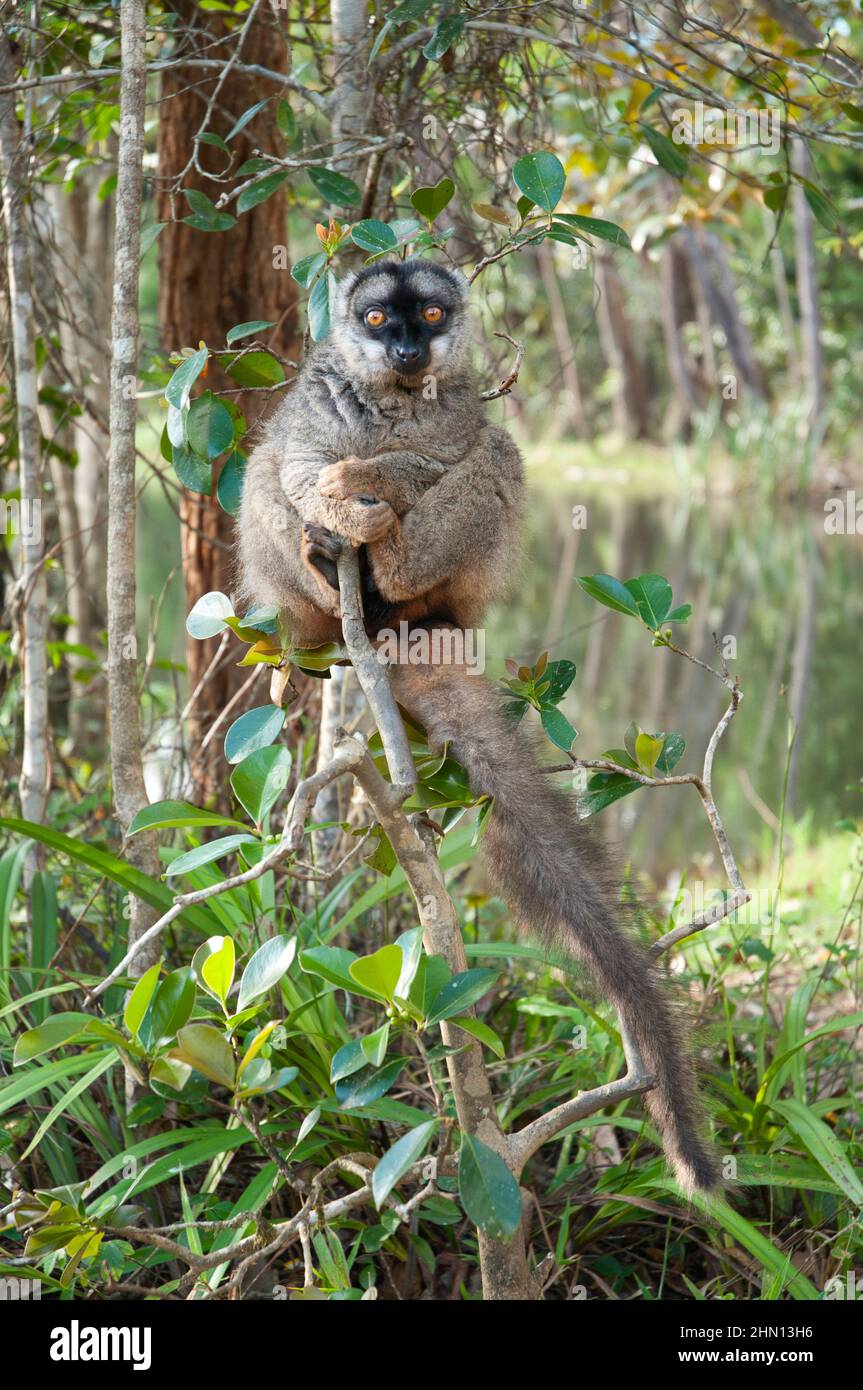 Common brown lemur (Eulemur fulvus Stock Photo - Alamy