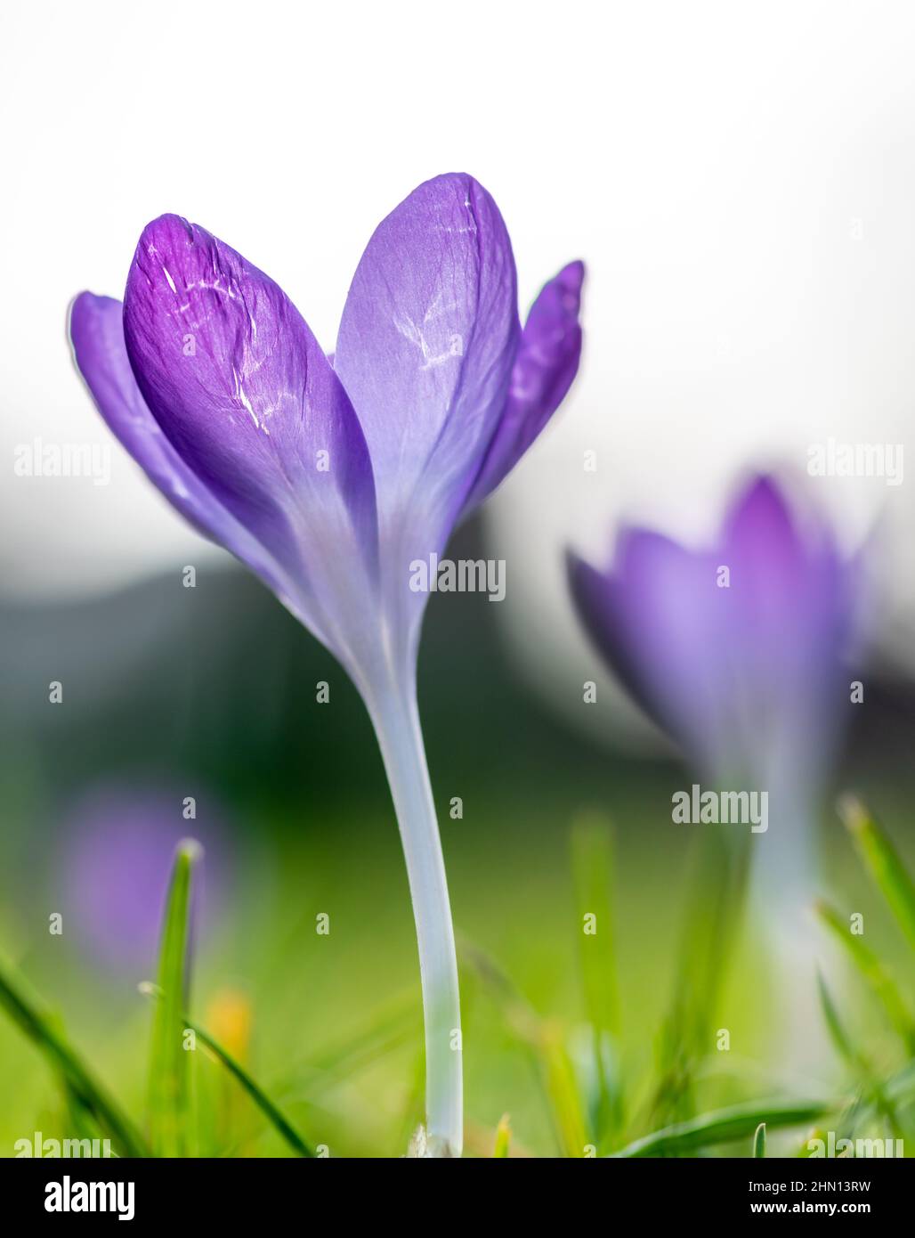 Crocus field hi-res stock photography and images - Alamy