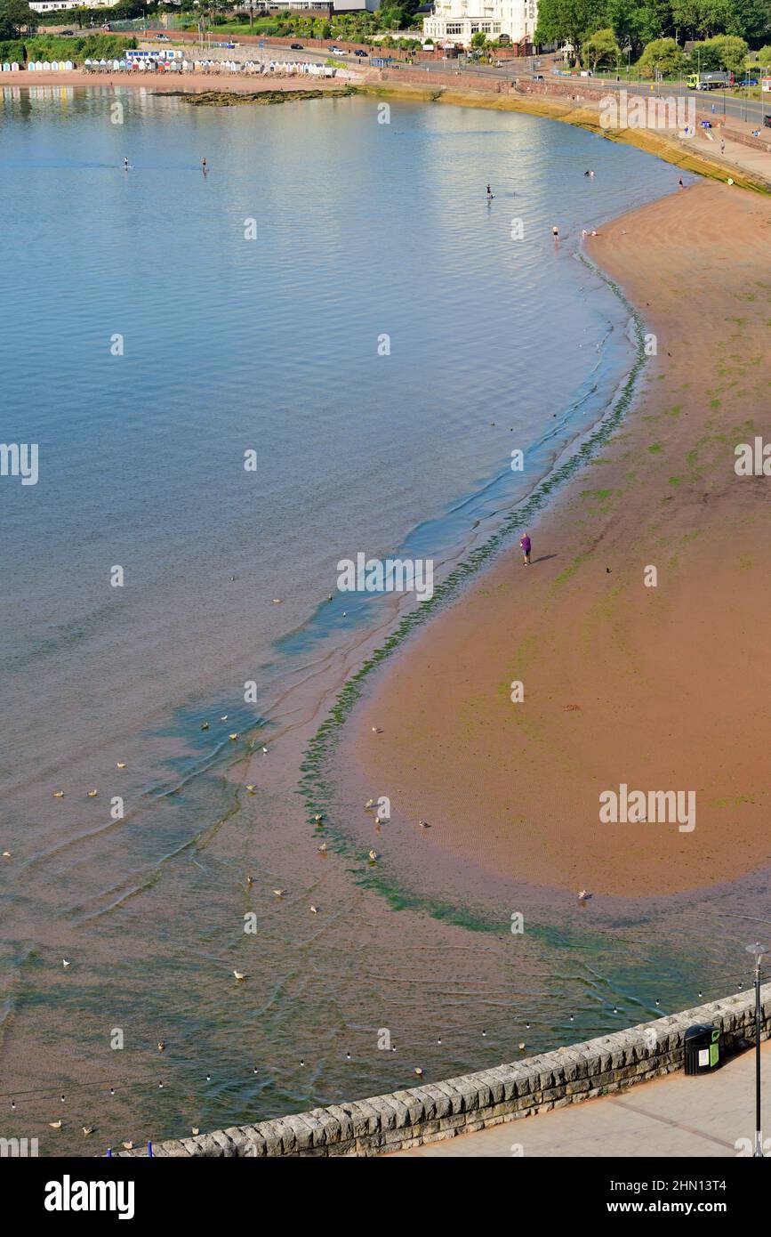 Seabirds and seaweed at the water's edge along the beach at Torquay ...