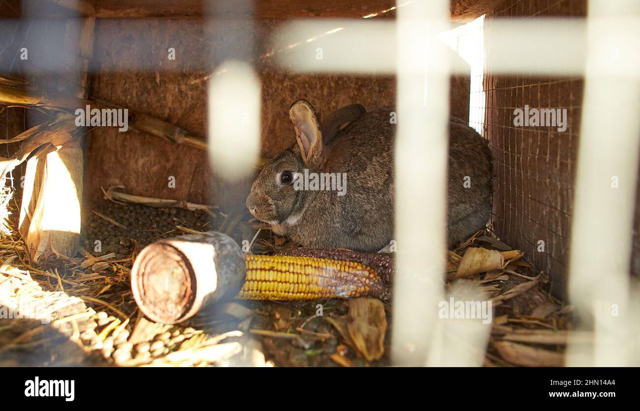 Cute rabbit in wooden cote on the hay Stock Photo - Alamy