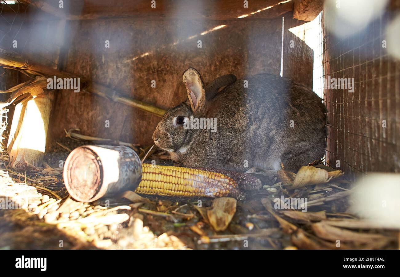 Feeding rabbits on farm hi-res stock photography and images - Alamy