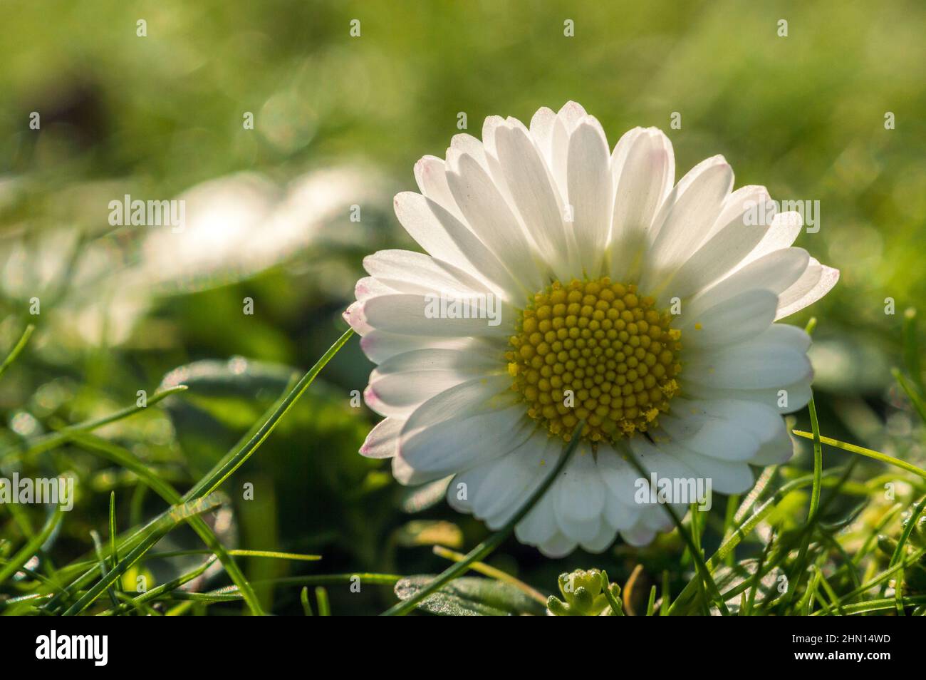 White daisy petals hi-res stock photography and images - Alamy
