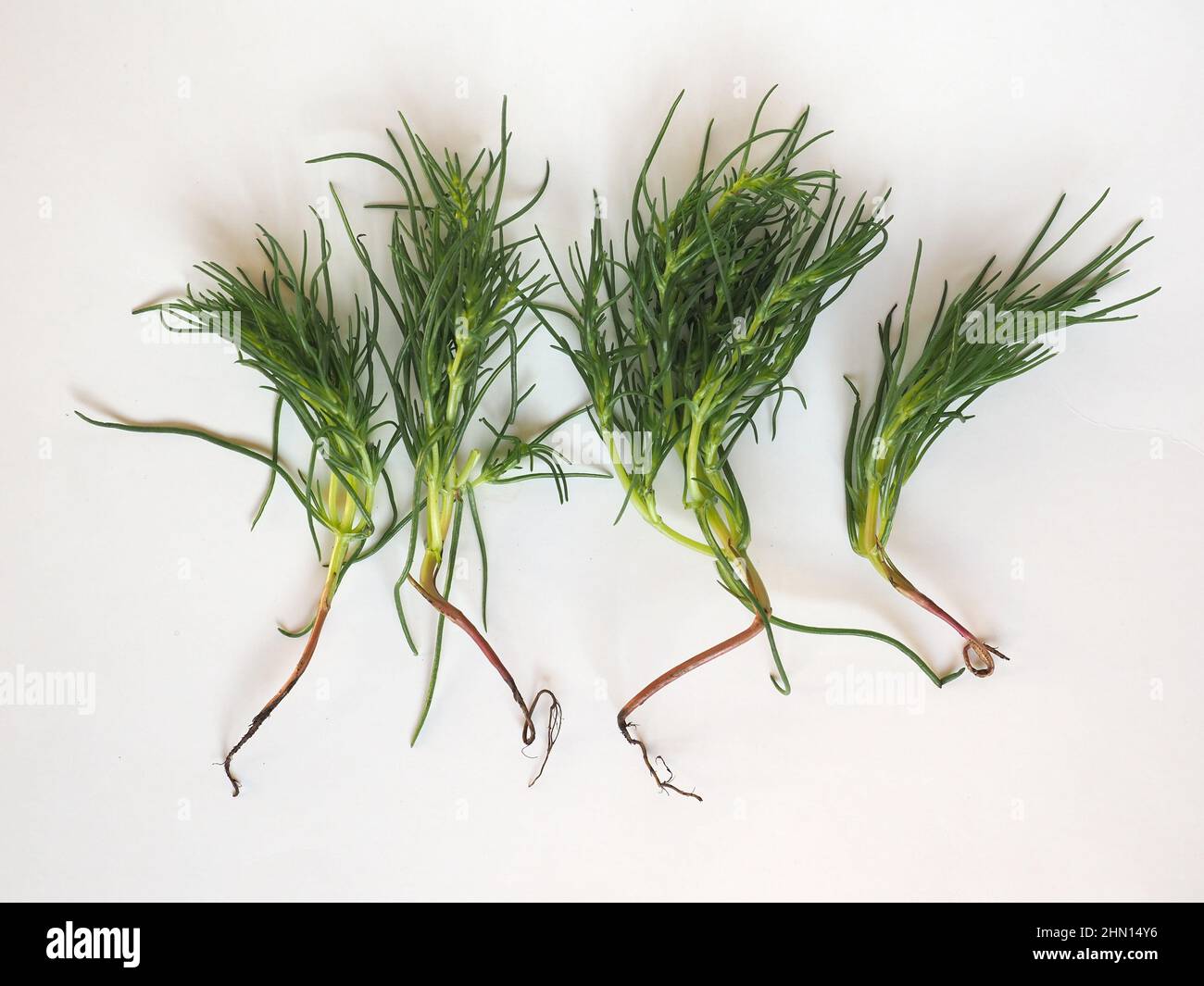 Barilla plant hi-res stock photography and images - Alamy