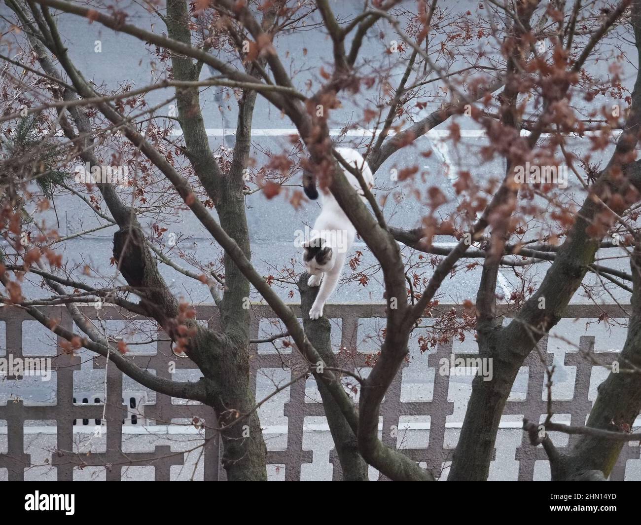 white cat climbing on a red maple tree Stock Photo - Alamy