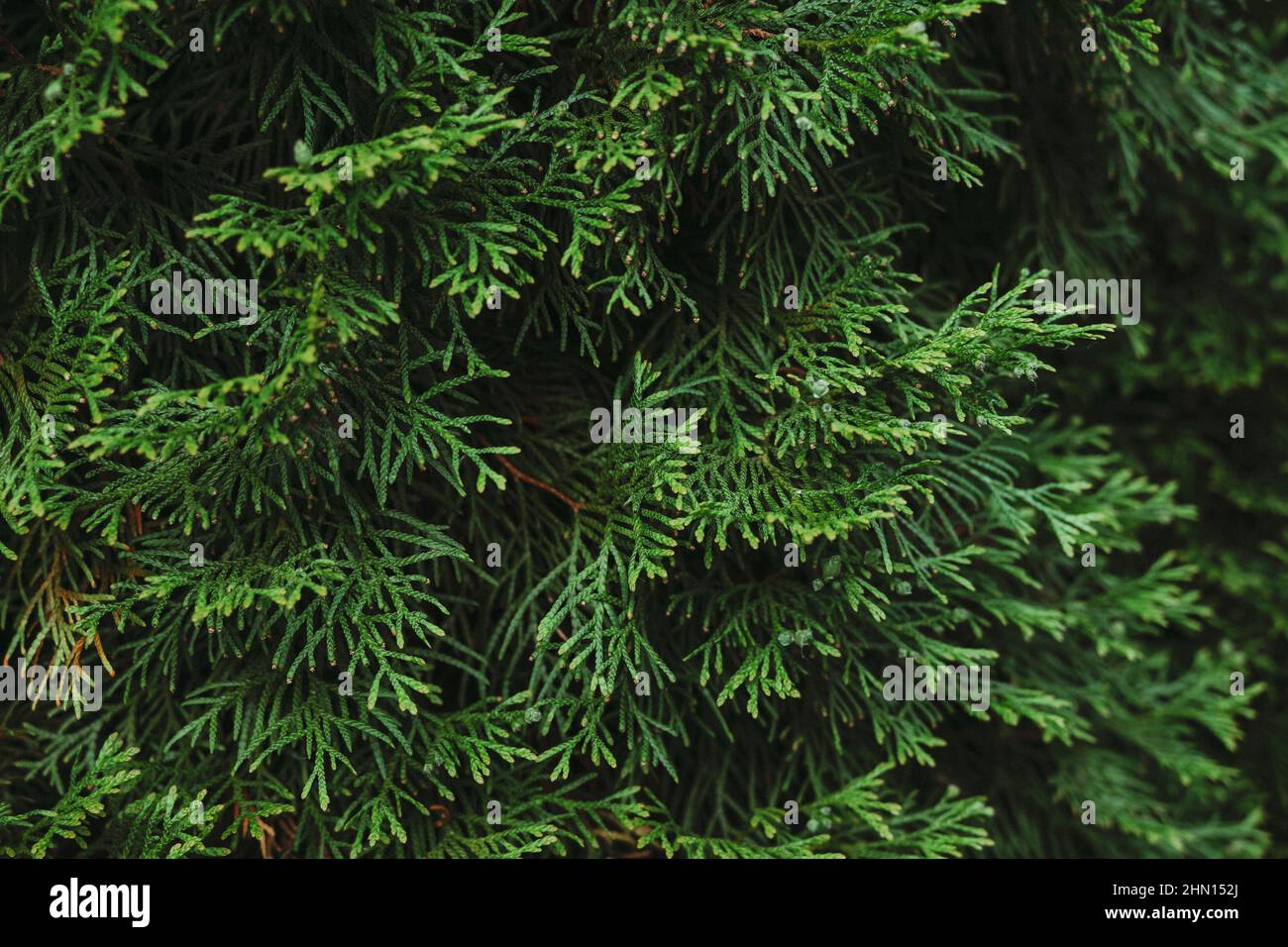 Green thuja branches. Thuja green branch close-up. Against the backdrop ...