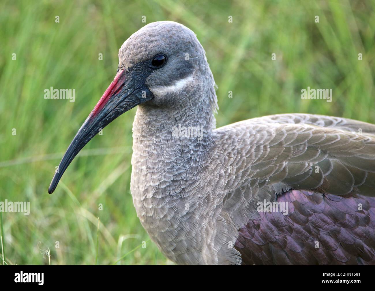 Hadeda Ibis, South Africa Stock Photo - Alamy