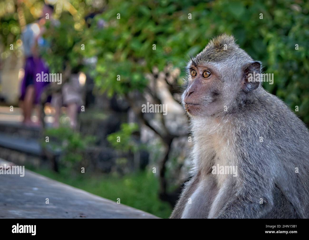 Monkey road bali hi-res stock photography and images - Alamy