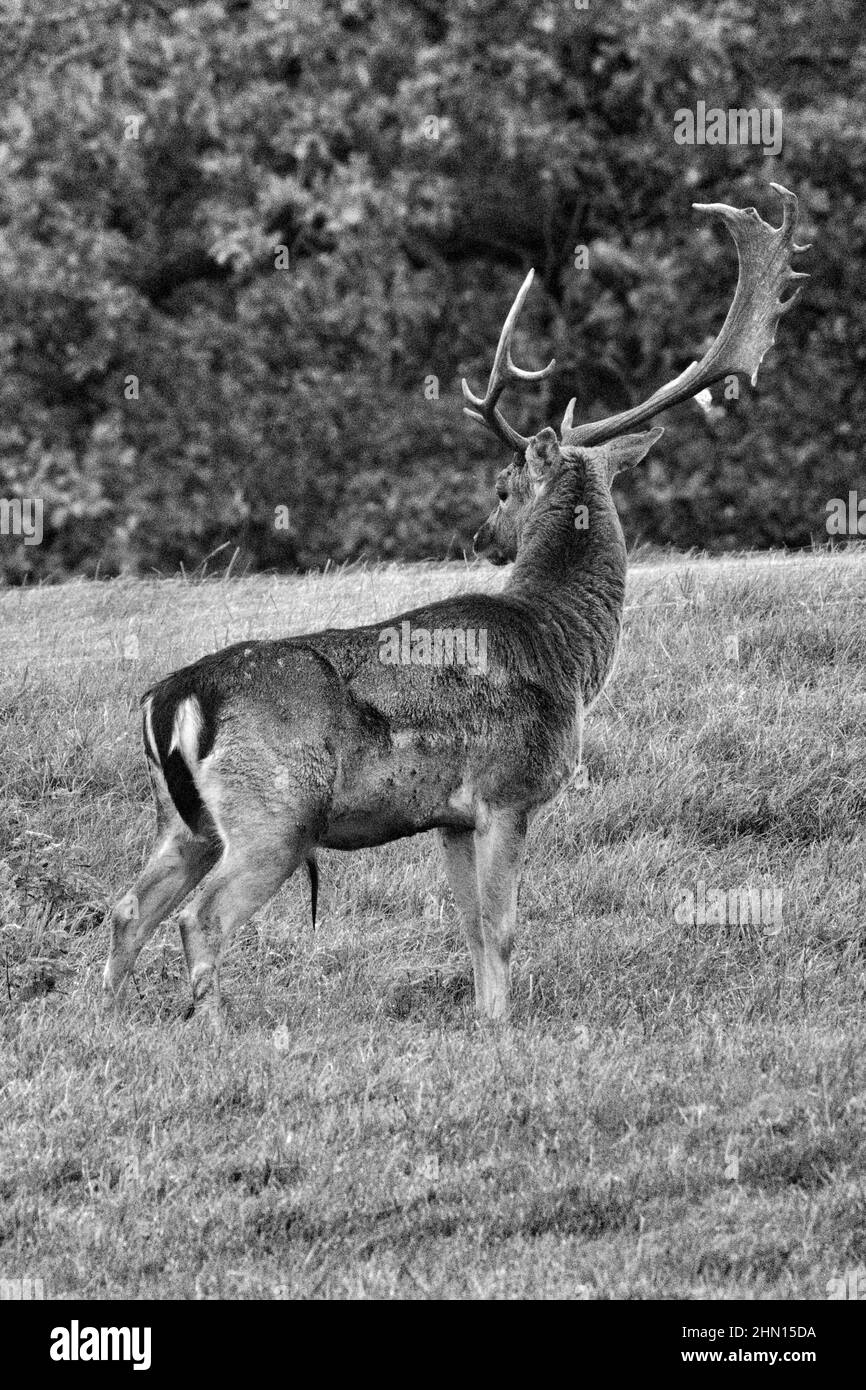 Jungle deer Black and White Stock Photos & Images - Alamy