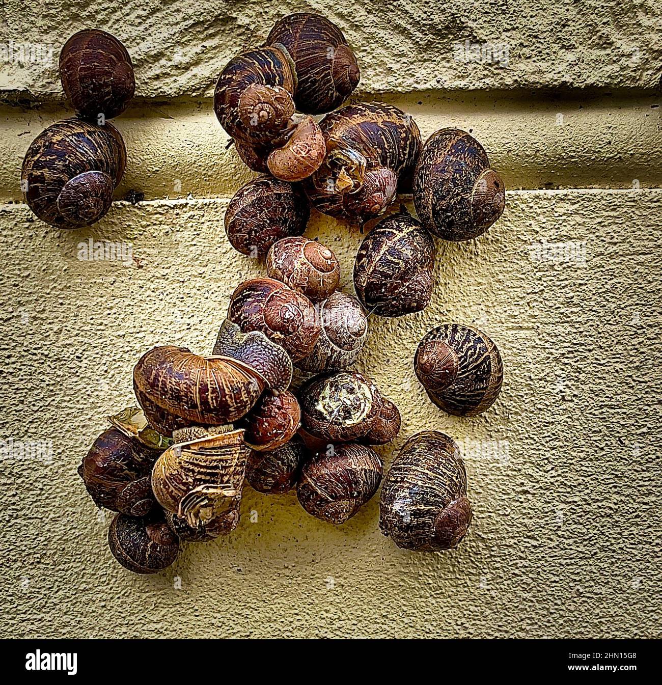 Snails gastropods hi-res stock photography and images - Alamy