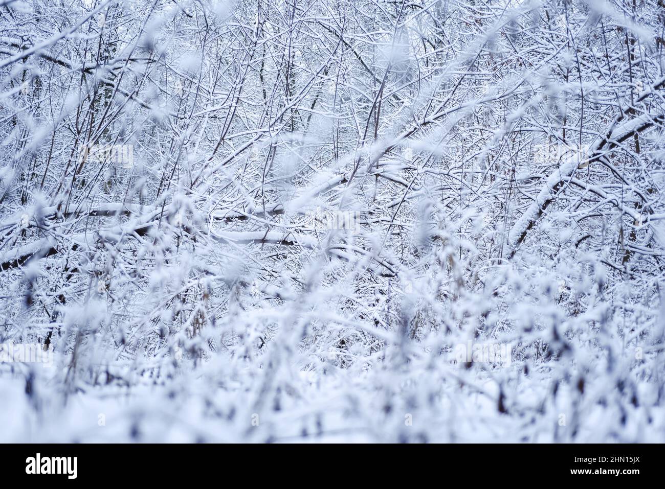 Forest trees nature snow forest backgrounds. Snow is lying on the trees ...