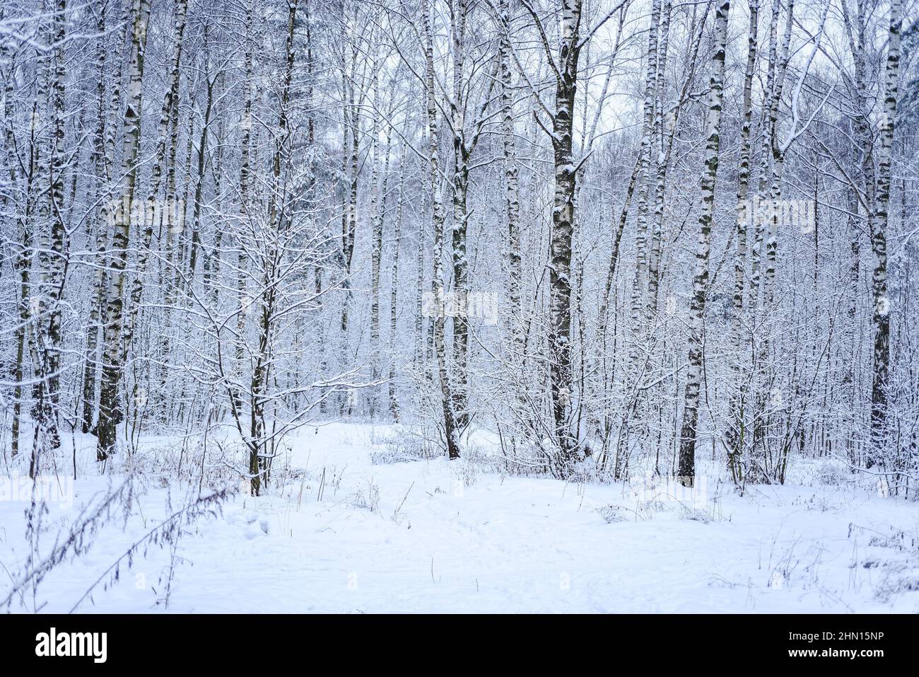 Forest trees nature snow forest backgrounds. Snow is lying on the trees ...