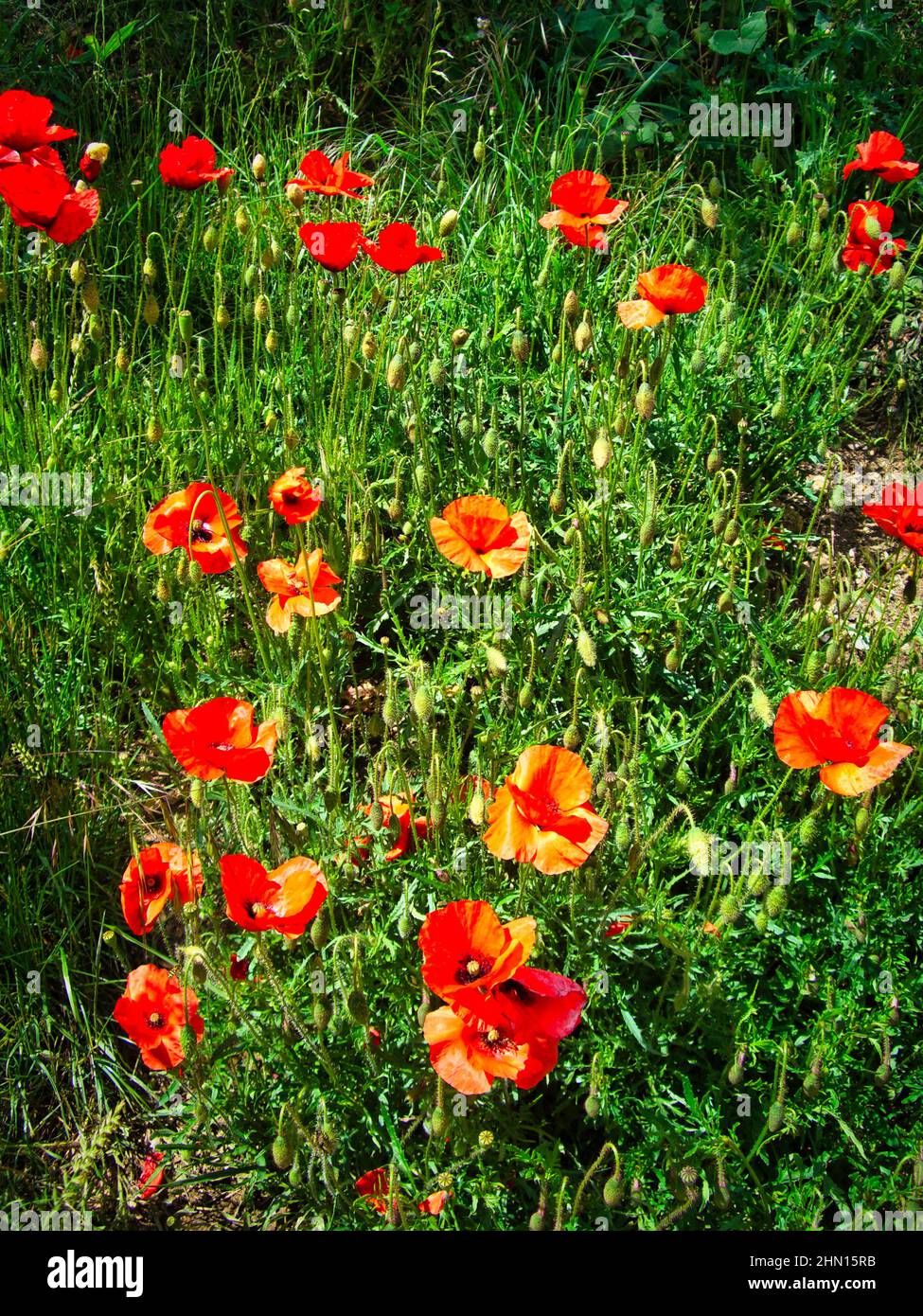 World war poppy hi-res stock photography and images - Alamy