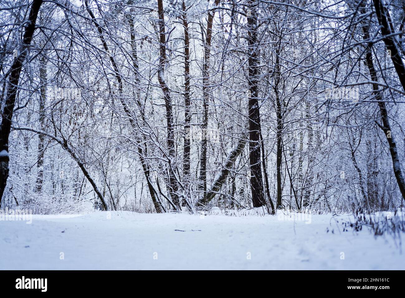 Forest trees nature snow forest backgrounds. Snow is lying on the trees ...