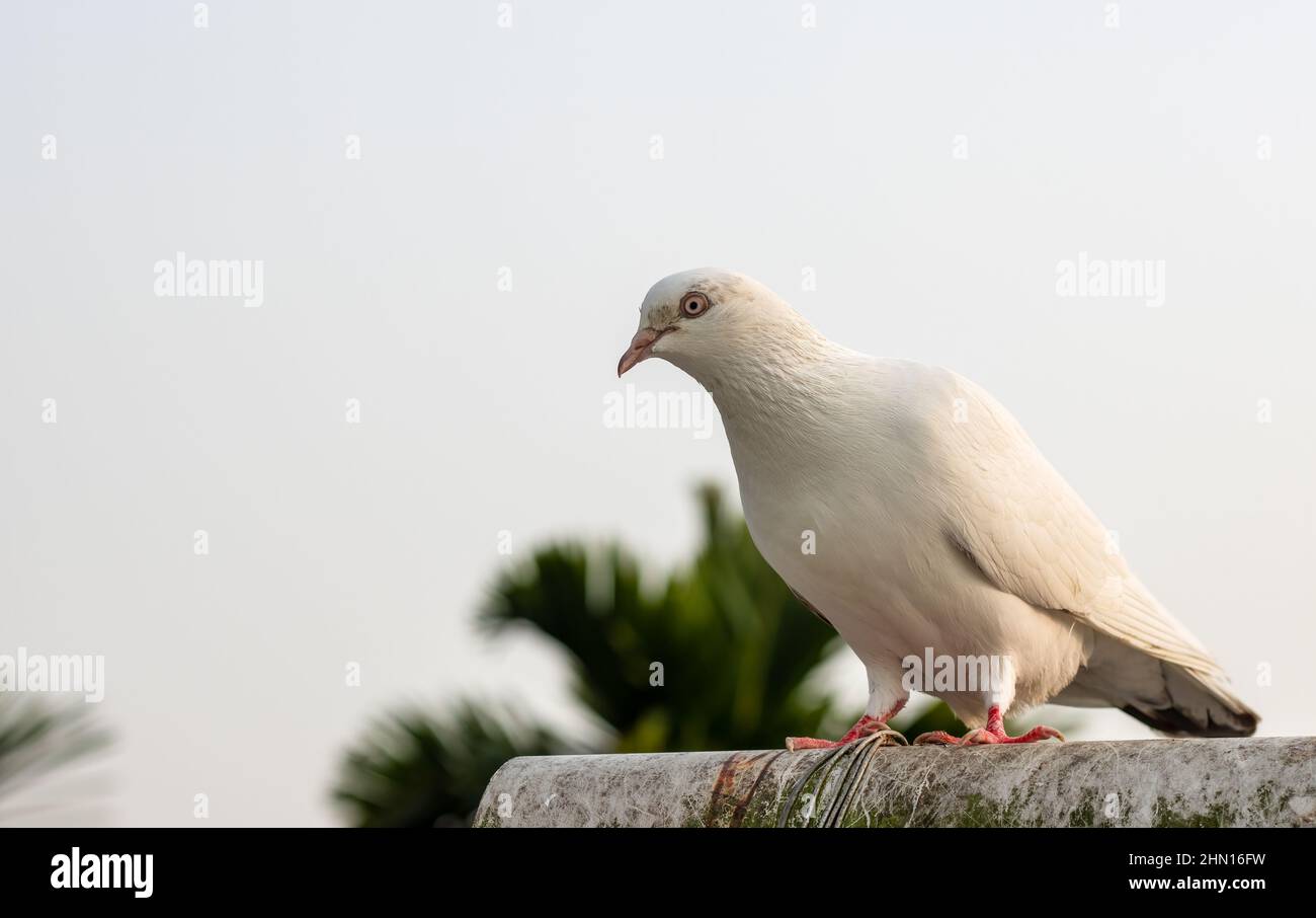 Close up shot of beautiful domestic pigeon under the cloudy sky with ...