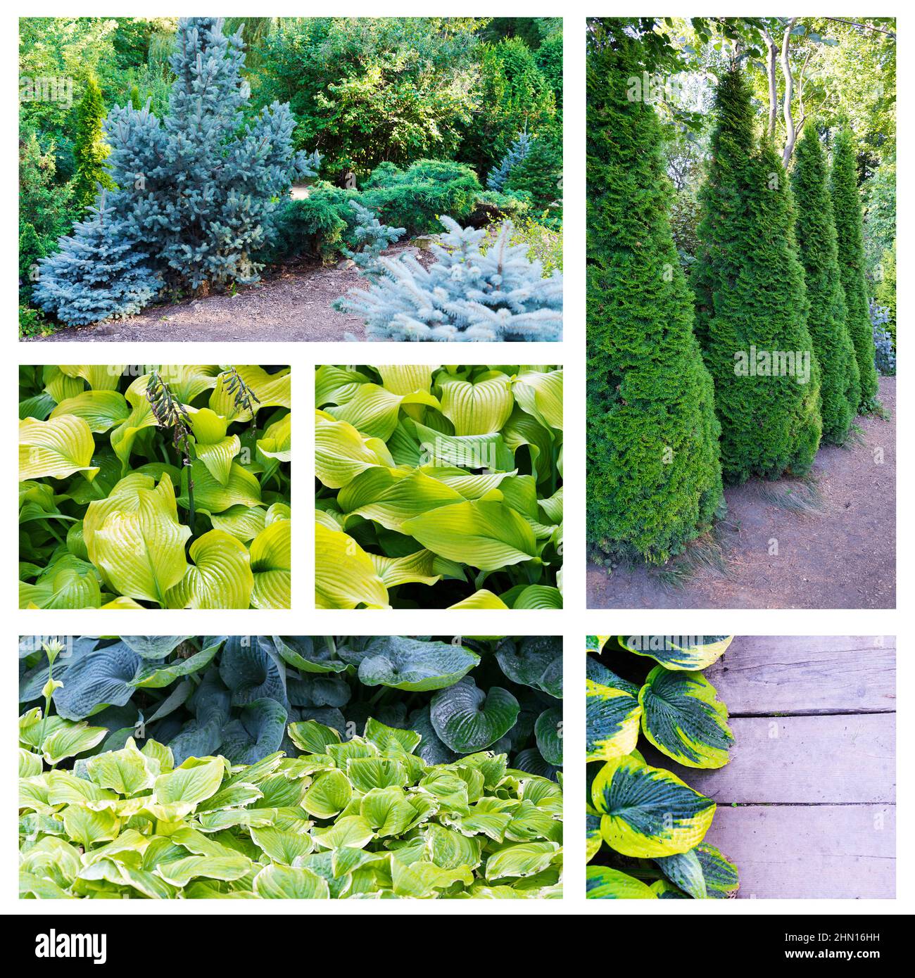 Collage of photos of trees, fir trees and bushes. The concept of nature ...