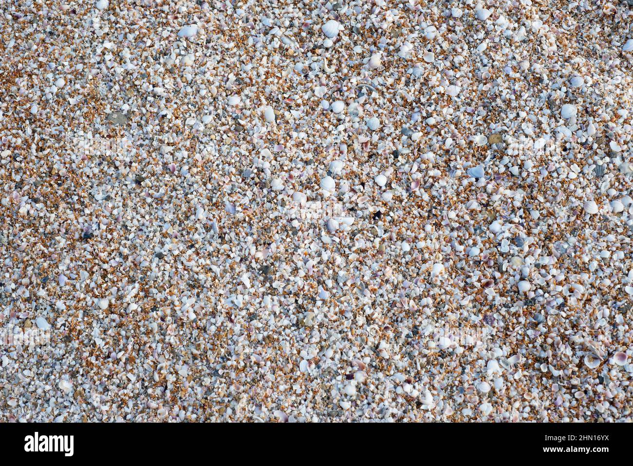 Sandy shell backgrounds. Sea coast. Texture Stock Photo - Alamy