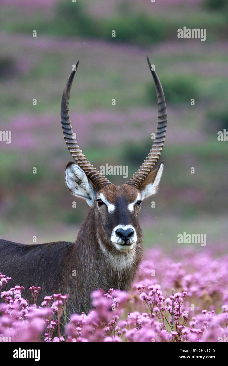 Waterbuck Bull, South Africa Stock Photo - Alamy