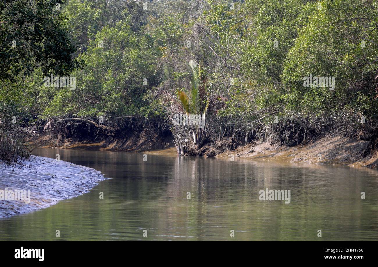 Sundarbans is the biggest natural mangrove forest in the world, located ...