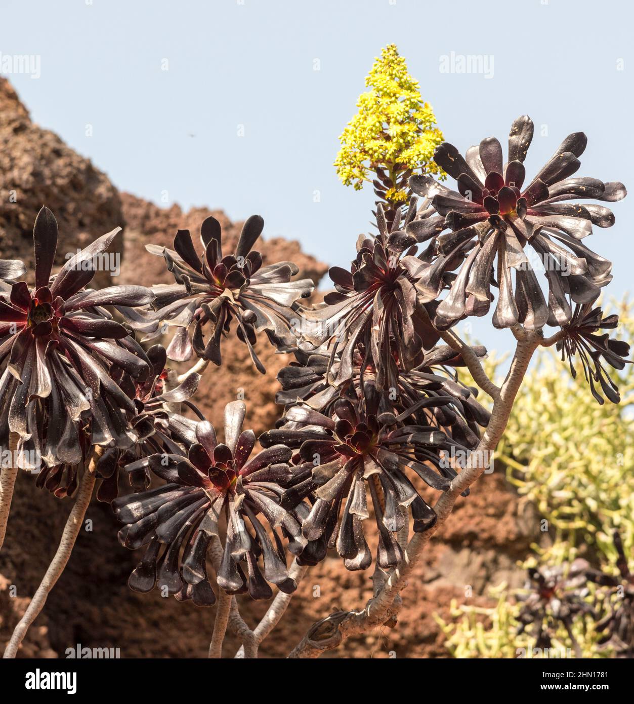 Cactus garden showing Aeonium Arborum in flower Jardin de Cactus , by ...