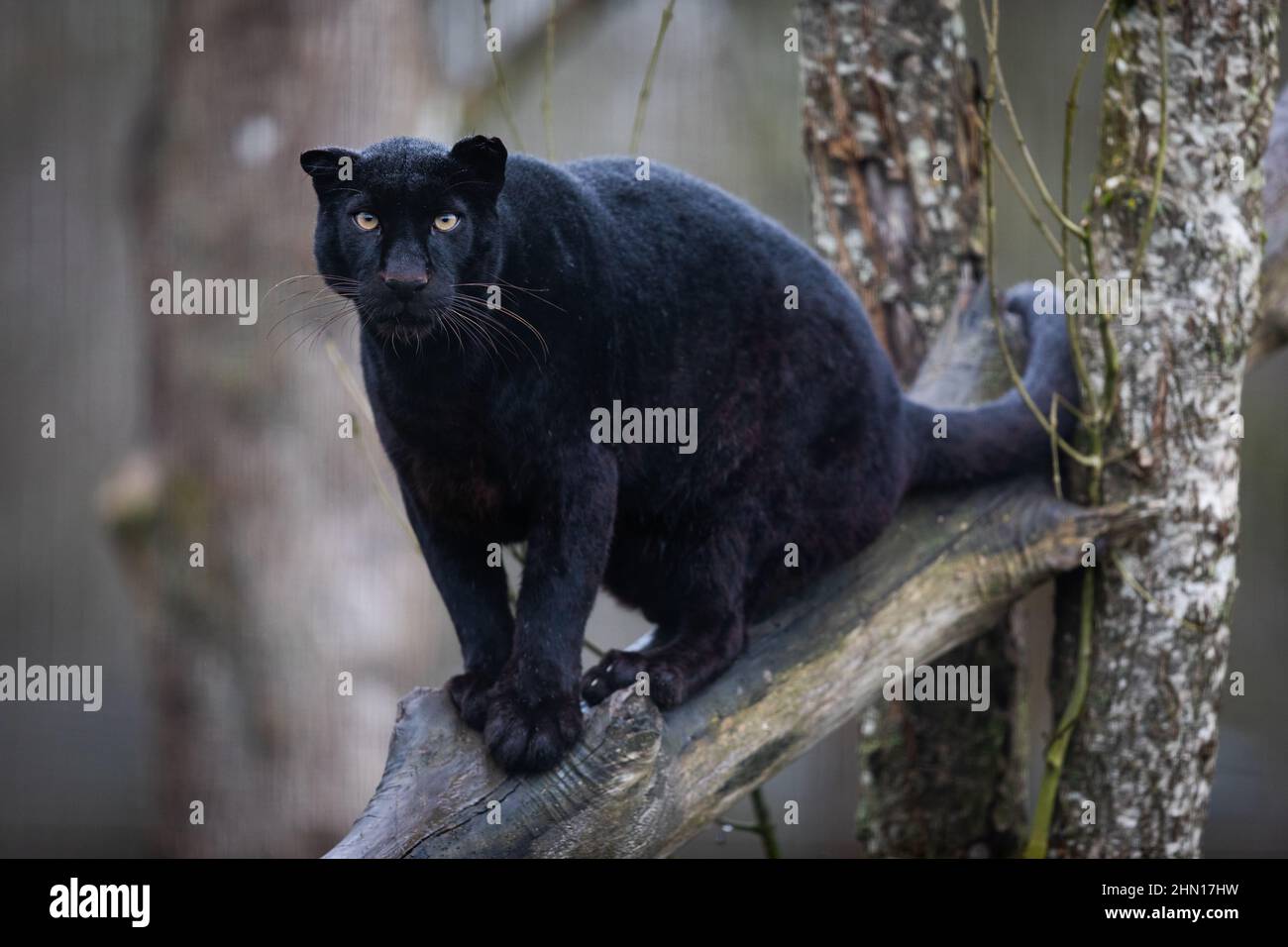 Black panther sitting on a tree Stock Photo - Alamy