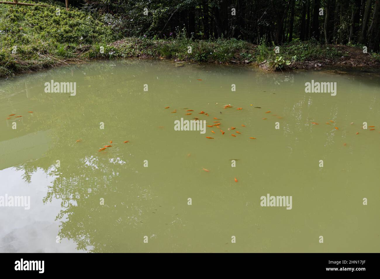 Koi fish in a forest pond near wooden house in Carpathian mountains ...
