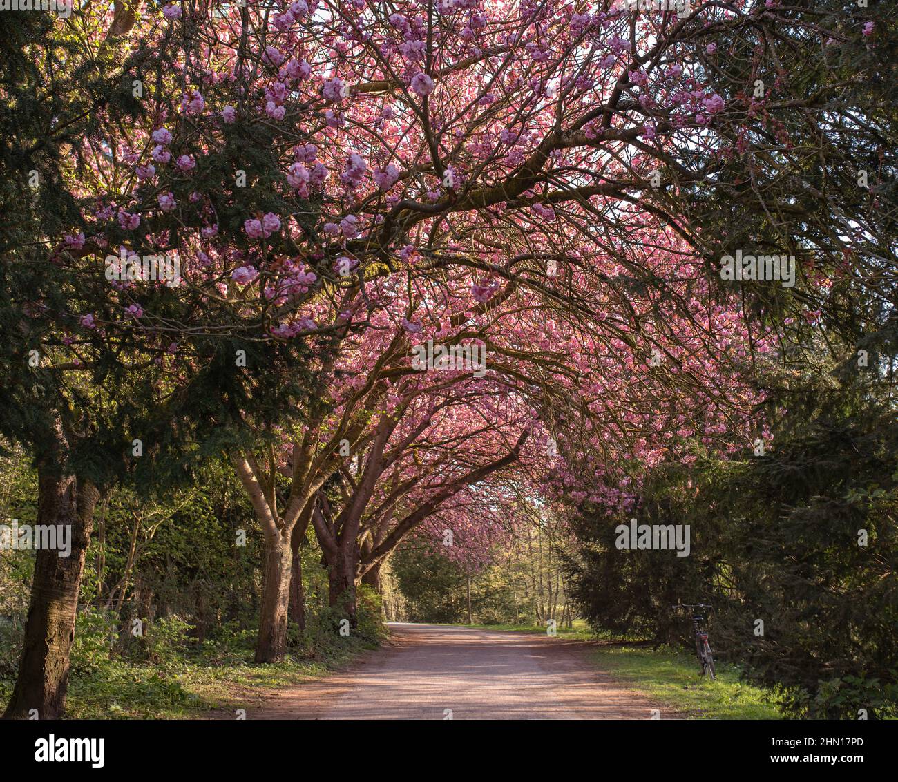 Blossoming pink sakura tree background. Pink flowers on tree branch ...