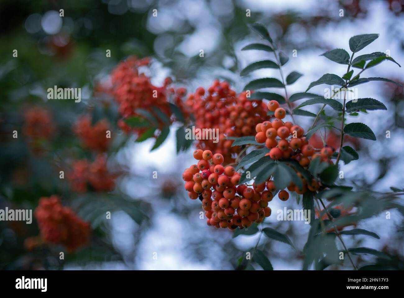 Rowan tree wildlife hi-res stock photography and images - Alamy