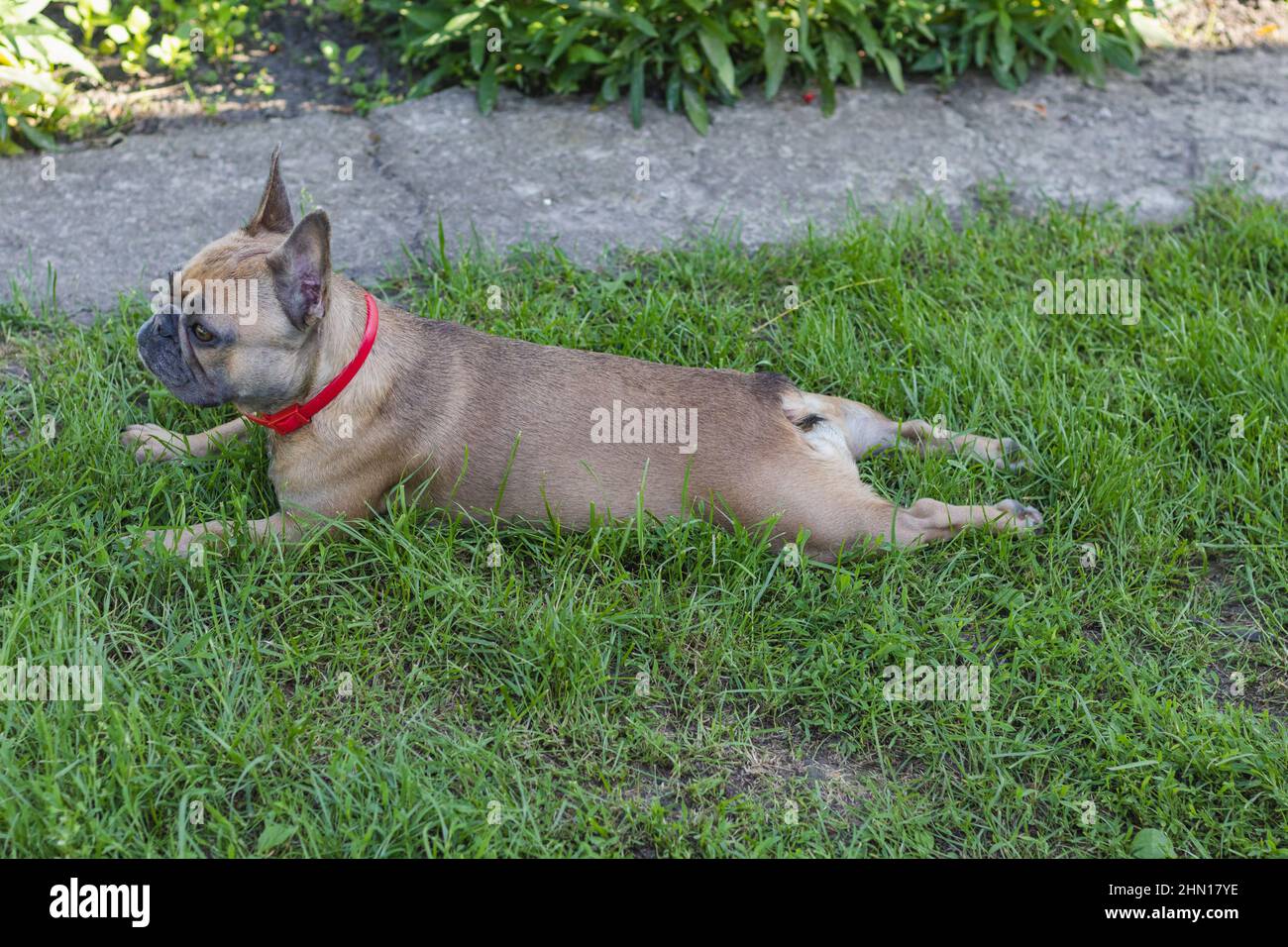 Cute French bulldog girl stretching in grass. Summer in countryside ...