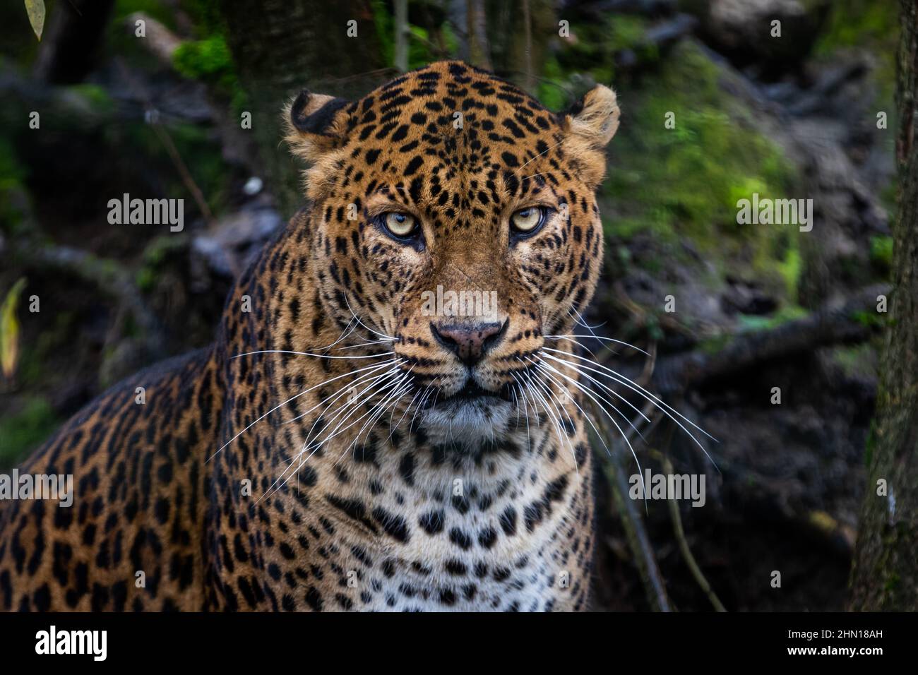 Angry leopard in the forest Stock Photo - Alamy