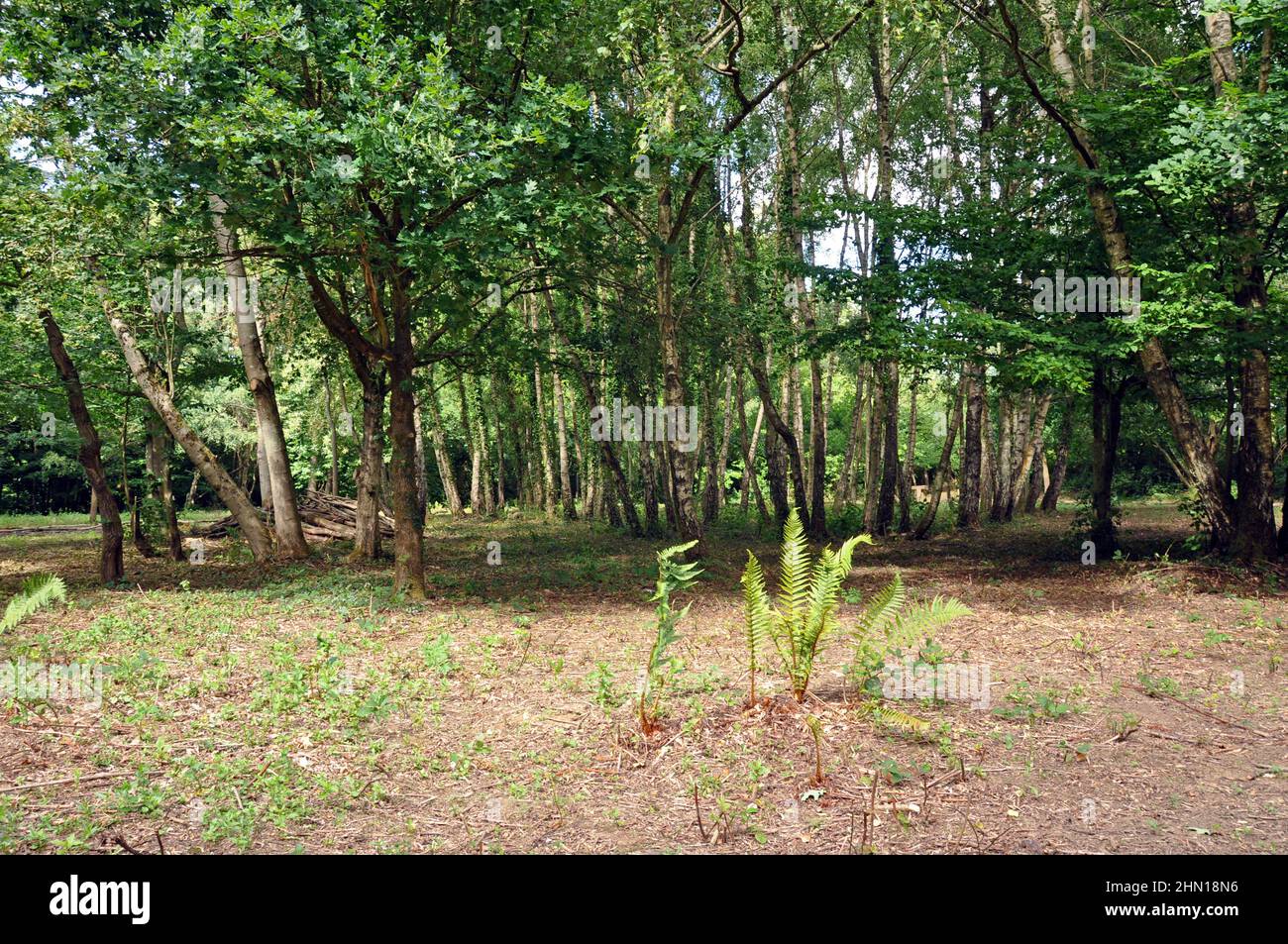 English glade within the woods and forests around Boxley, Maidstone, UK ...