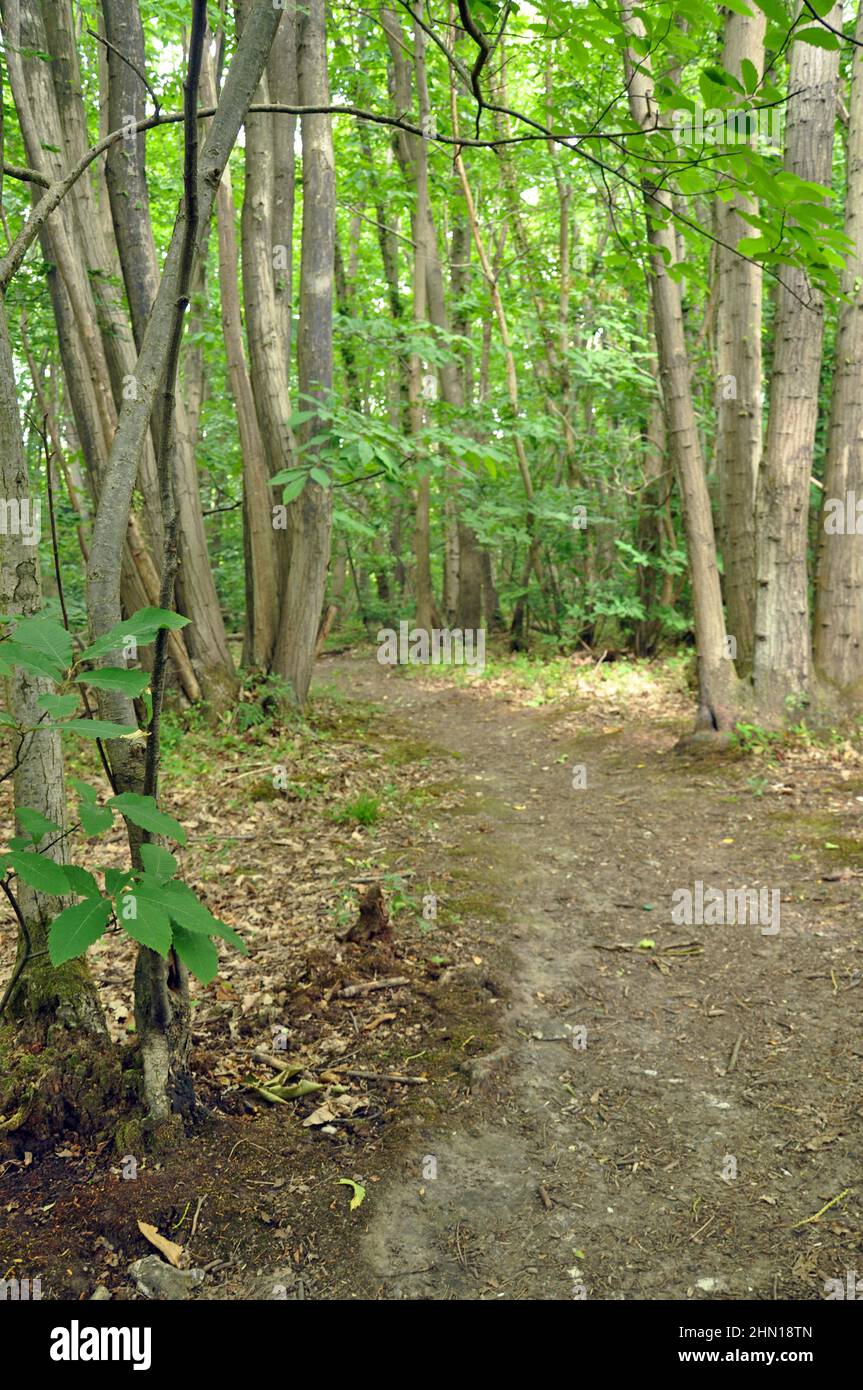 Pathway through English forest and woodland with trees and plants with ...